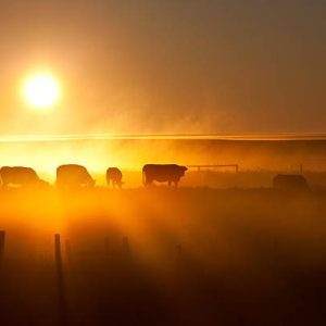 Direct from the Farmer Bovaer Free - mRNA Free
