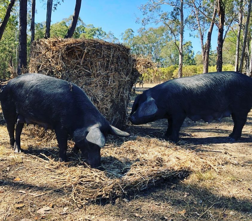 Hogan Farms - Farmer Butcher