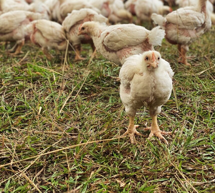 hillside food - Farmer Butcher